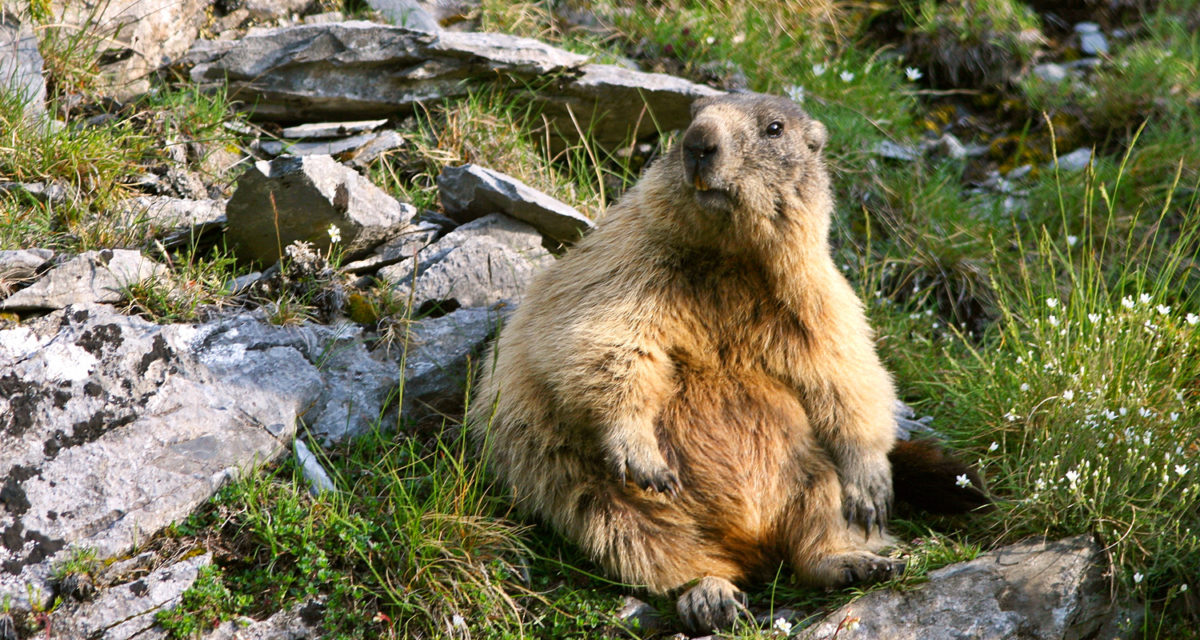 PARC NATIONAL - La Grange aux Marmottes